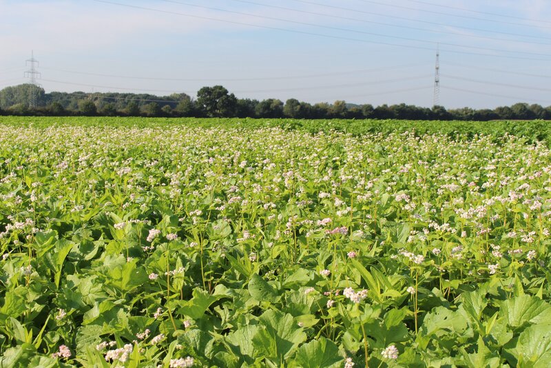 TERRA GOLD® 9 Melioration - Feldsaaten Freudenberger