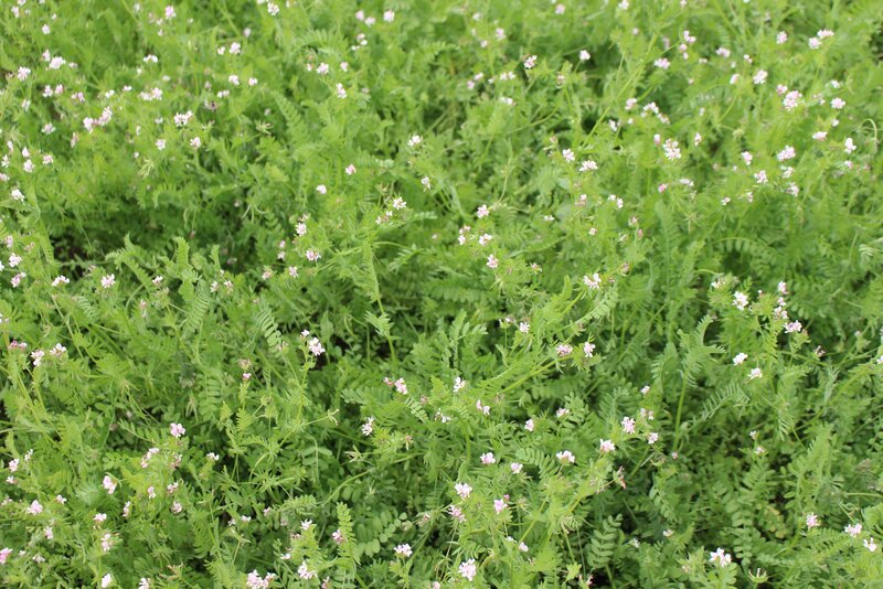 Serradella - Feldsaaten Freudenberger