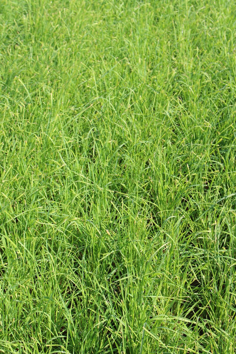 Knaulgras - Feldsaaten Freudenberger