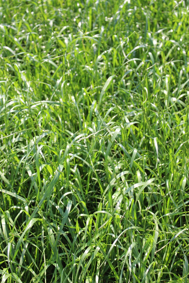 Einjähriges Weidelgras - Feldsaaten Freudenberger